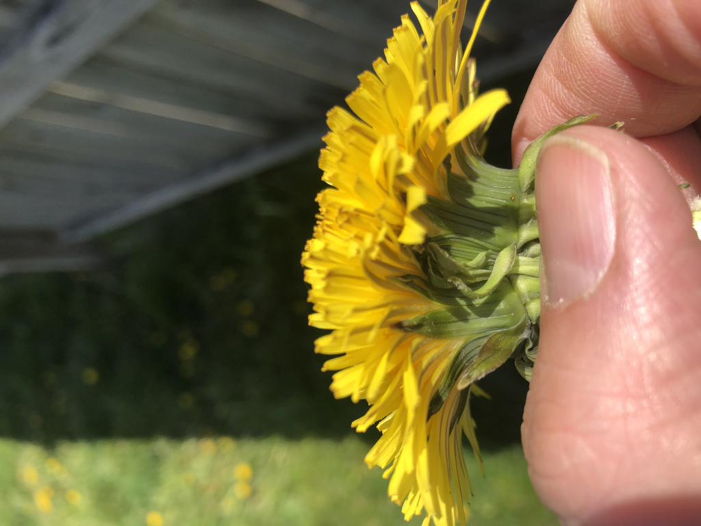 Rare Deformity Found in Local Dandelion - Scioto Post