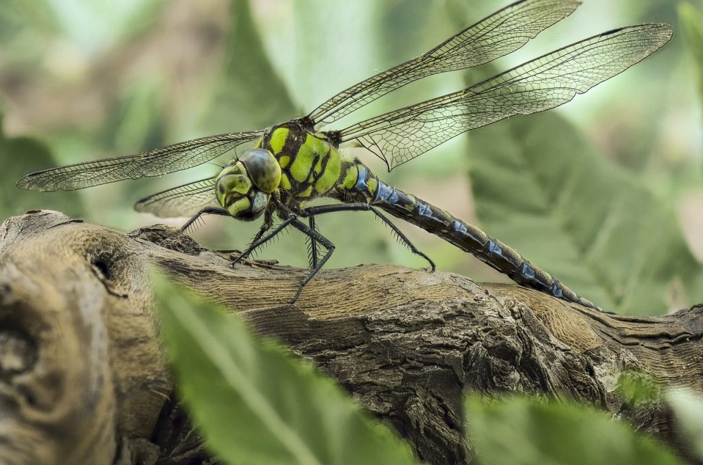 Beginning of Fall is Migration for the Dragonfly - Scioto Post