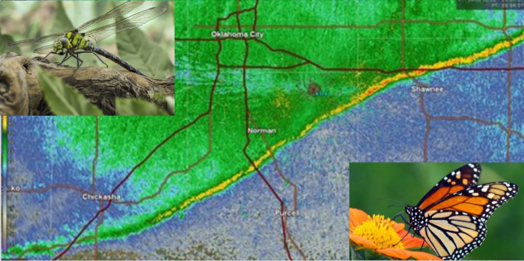 Migration of Dragonflies and Butterflies Caught on Radar - Scioto Post