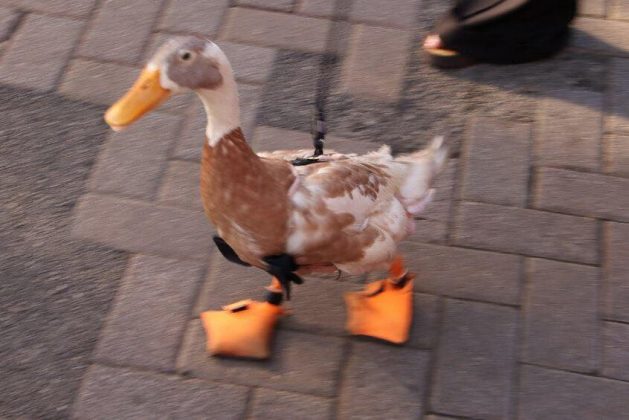 Local Circleville Wally the Duck has Passed - Scioto Post