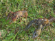 People are Seeing Crawdads in Their Yards in Ohio, and They are ...