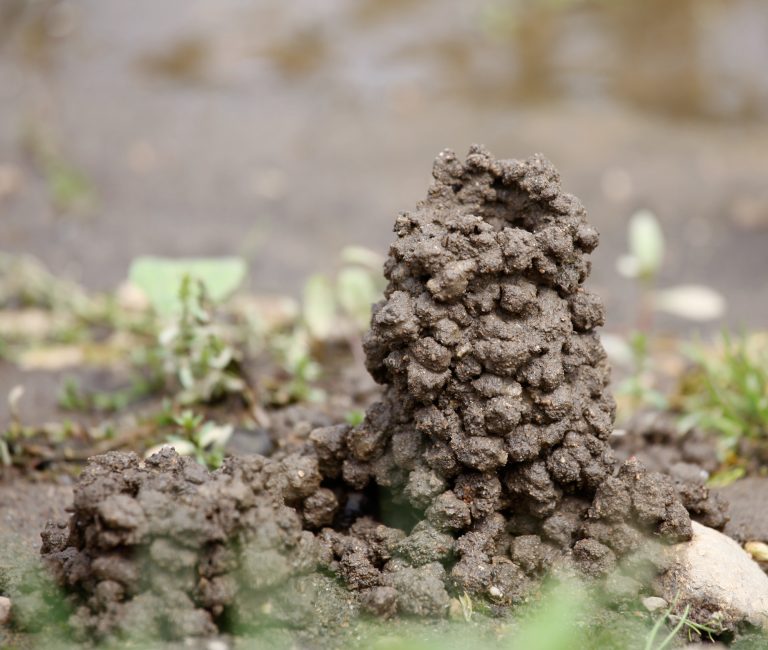 People are Seeing Crawdads in Their Yards in Ohio, and They are ...