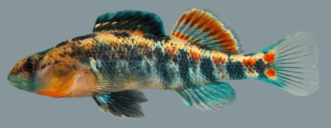 In Ohio Streams the Orangethroat Darter is One of the Most Colorful ...