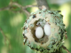 Hummingbirds Nests Are Made from Spider Webs - Scioto Post