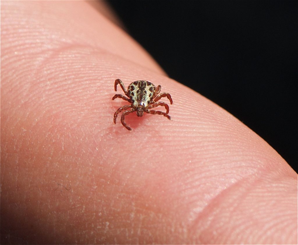 Lyme Disease Cases Surge Across Ohio in 2025 - Scioto Post