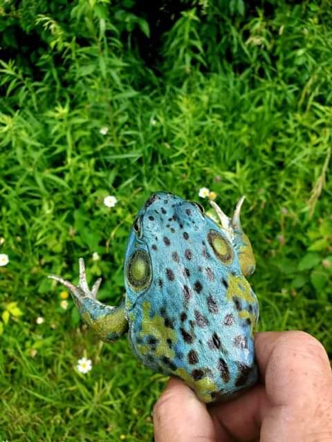 OHIO- Blue Bullfrog Considered One in a Million Sight - Scioto Post