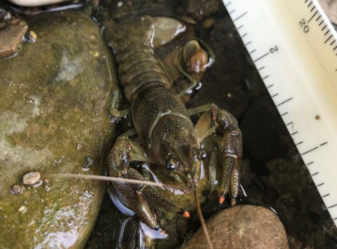 Ohio Conservationists Ask for Photos of the Biggest Crawdad! - Scioto Post