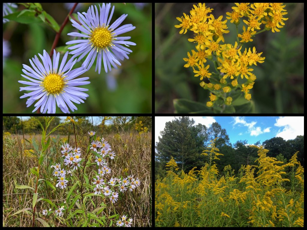 ODNR: Leaves Aren’t The Only Beautiful Colors During The Ohio Fall ...