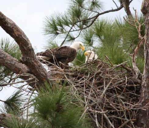 Ohio Bald Eagle Nesting Locations Increased by Almost 15% in a Year ...