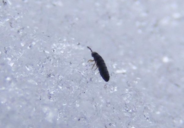 Snow Fleas, A Bug That Survives in Winter Snowpiles Due to Antifreeze ...