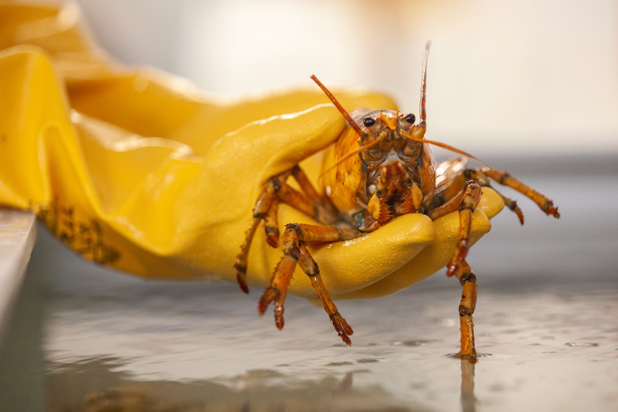 Rare Yellow Lobster Being Raised in New England - Scioto Post
