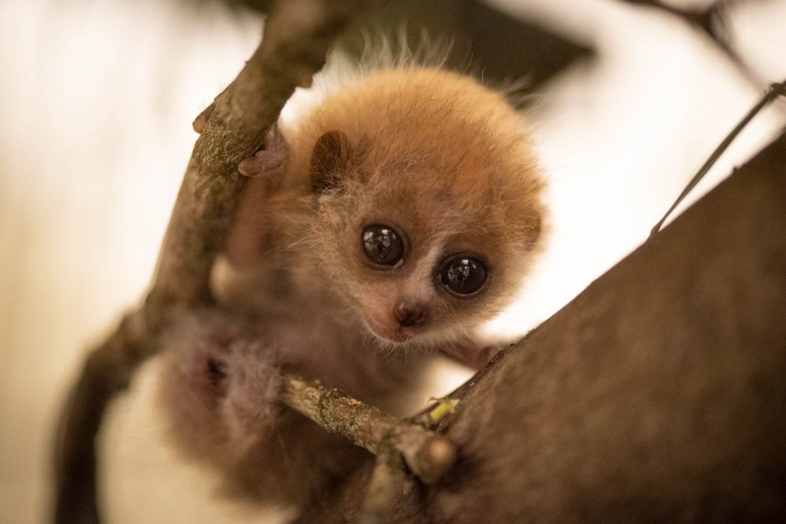 AWWWW! Columbus Zoo Announces Baby Pygmy Slow Loris - Scioto Post