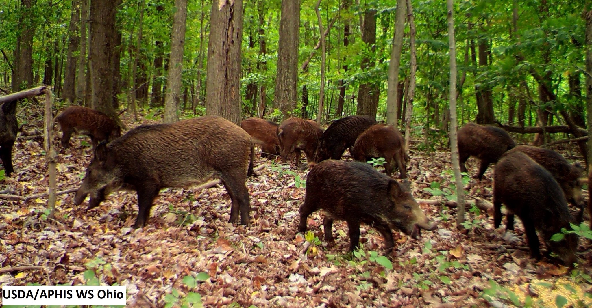 ODNR Attempts to Keep Feral Pig Invasion in Check with Community Help ...