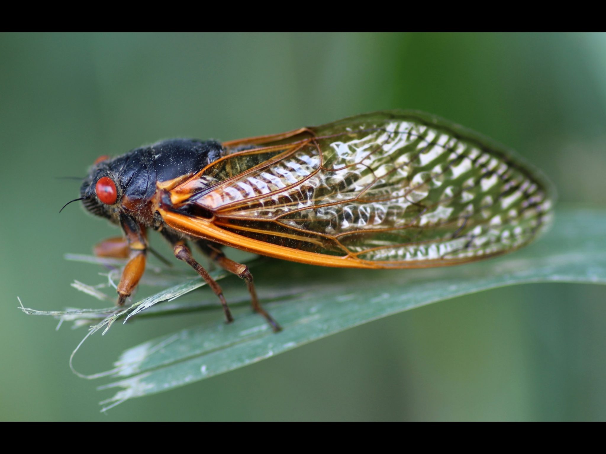 Brood X Cicadas are Coming to Ohio - Scioto Post