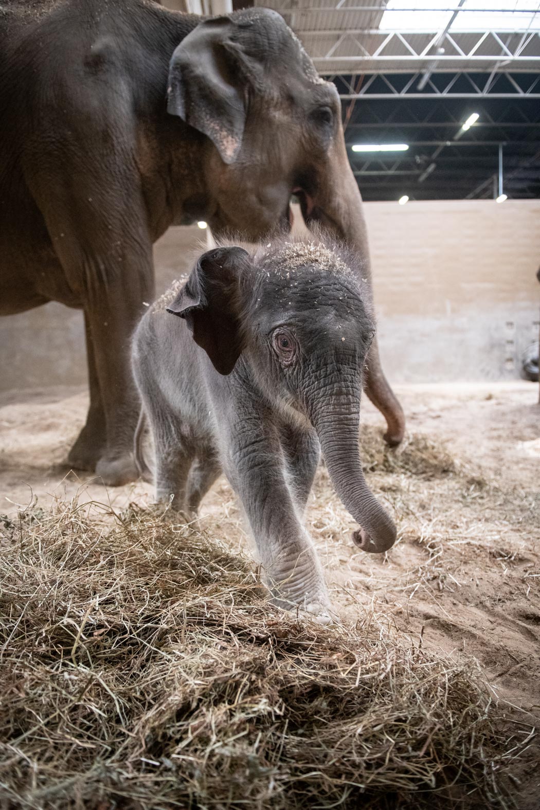 Columbus OH- Elephant Calf to Make His Public Debut at the Columbus Zoo ...