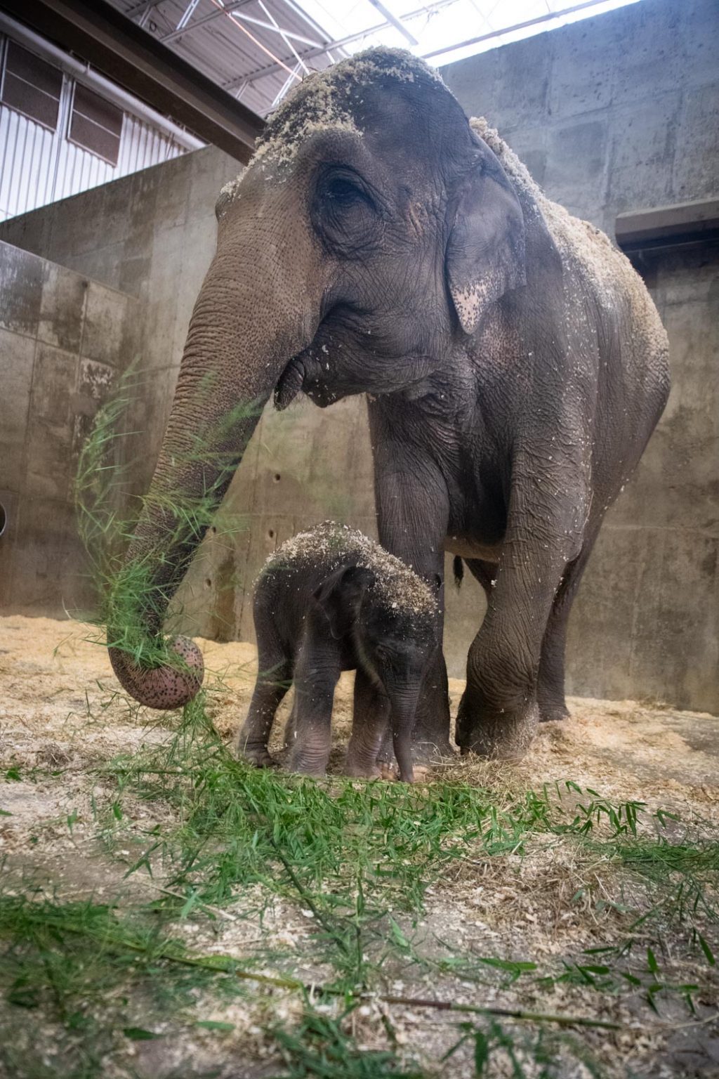 Columbus OH- Elephant Calf to Make His Public Debut at the Columbus Zoo ...