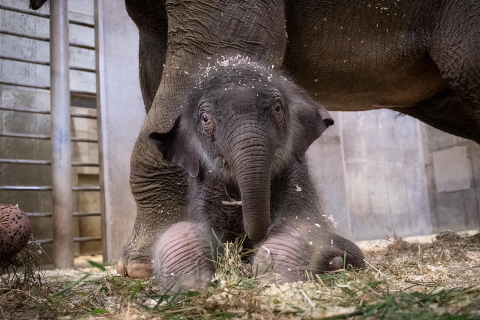 Columbus OH- Elephant Calf to Make His Public Debut at the Columbus Zoo ...
