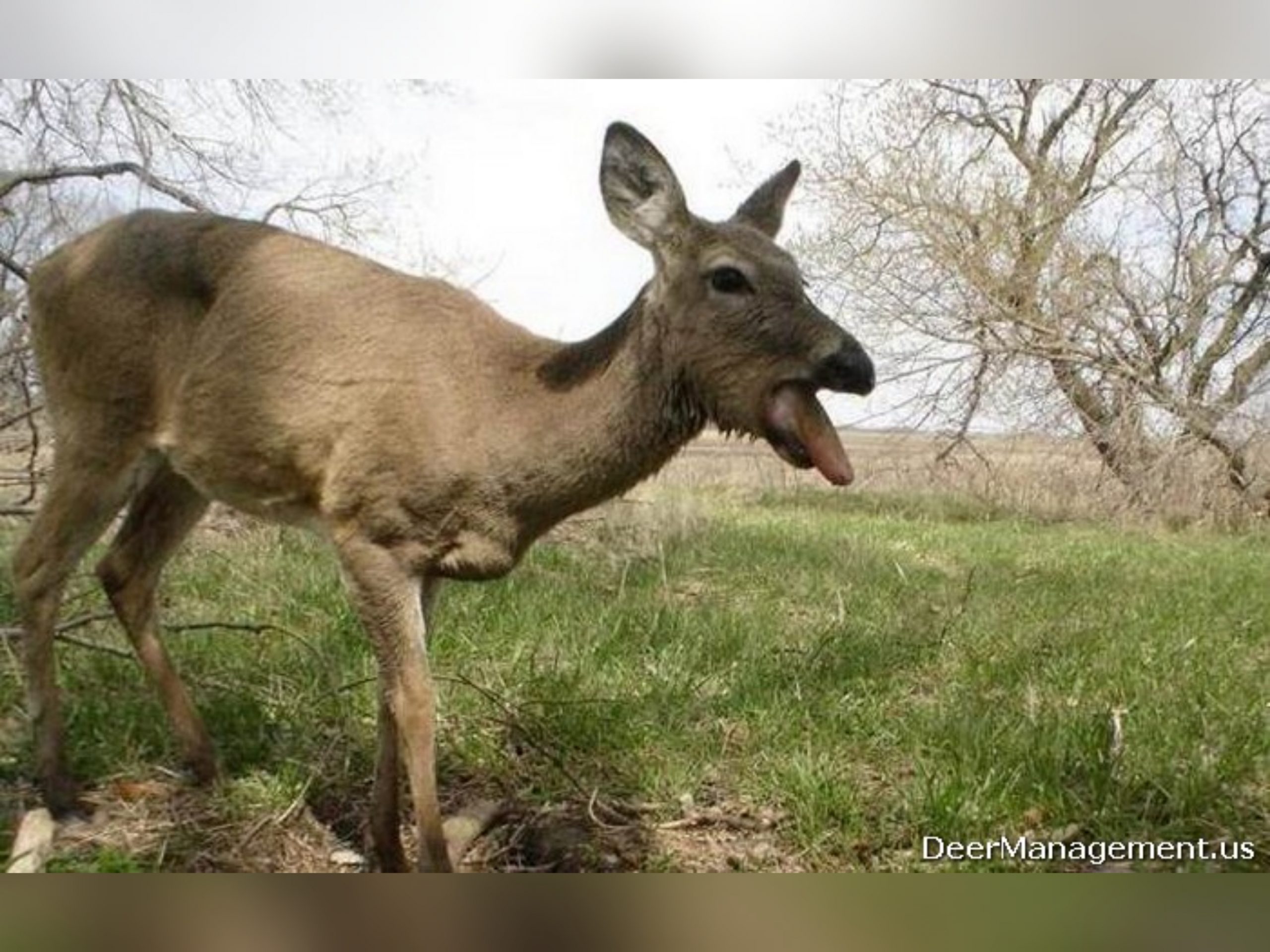 OHIO 3 Counties Under Zombie Deer Surveillance After Positive Test 