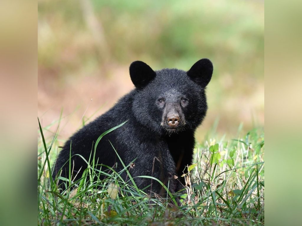 Ohio- Bear Population Not as High as May Think - Scioto Post