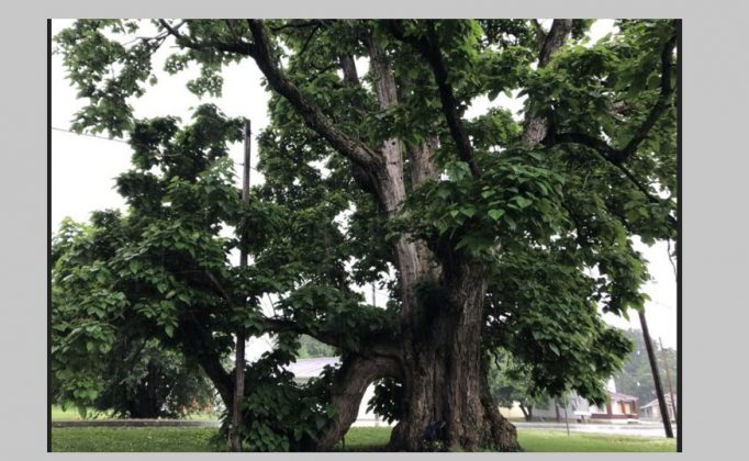 Southern Ohio Landowner Has National Champion Tree Growing on the ...