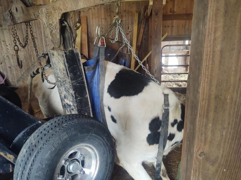 Fairfield County Tow Truck Company Requested to Help Save Cow - Scioto Post