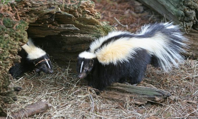Love Stink is in the Air as Skunk Mating Season Hits High in Ohio ...