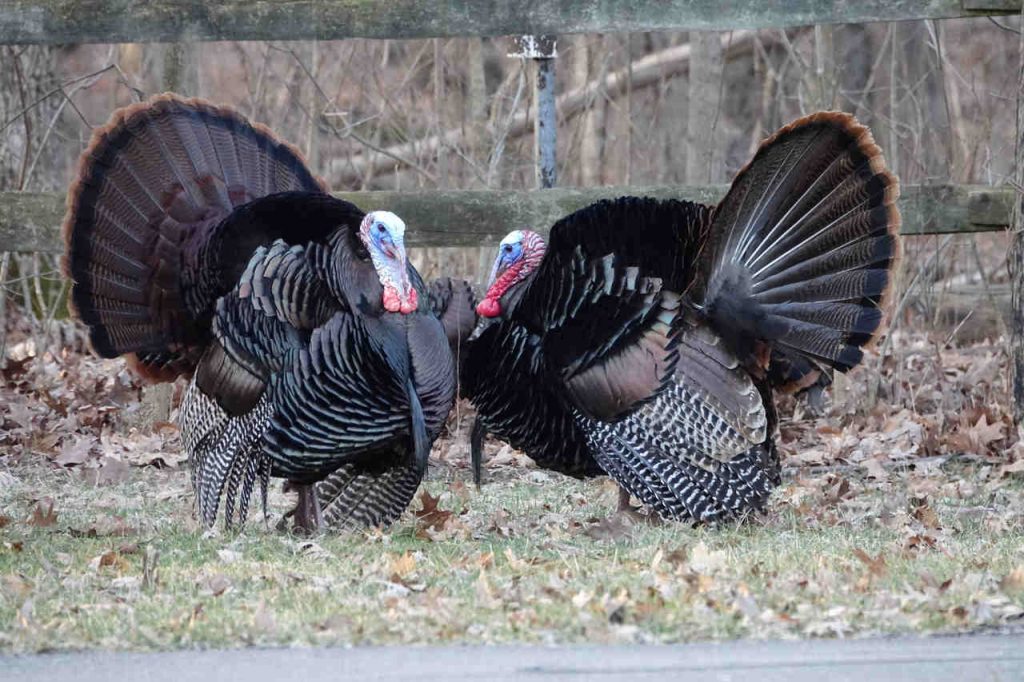 Ohio’s Wild Turkey Hunting Seasons Begin in April - Scioto Post
