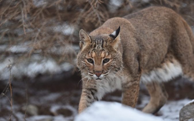 Bobcats are Back in Southern Ohio, Increased Sightings in the Area ...
