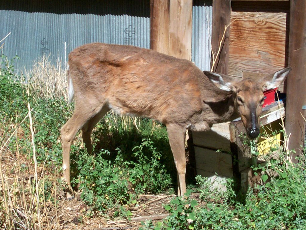 ODNR Confirms More Cases of (CWD) Chronic Wasting Disease “Zombie Deer ...