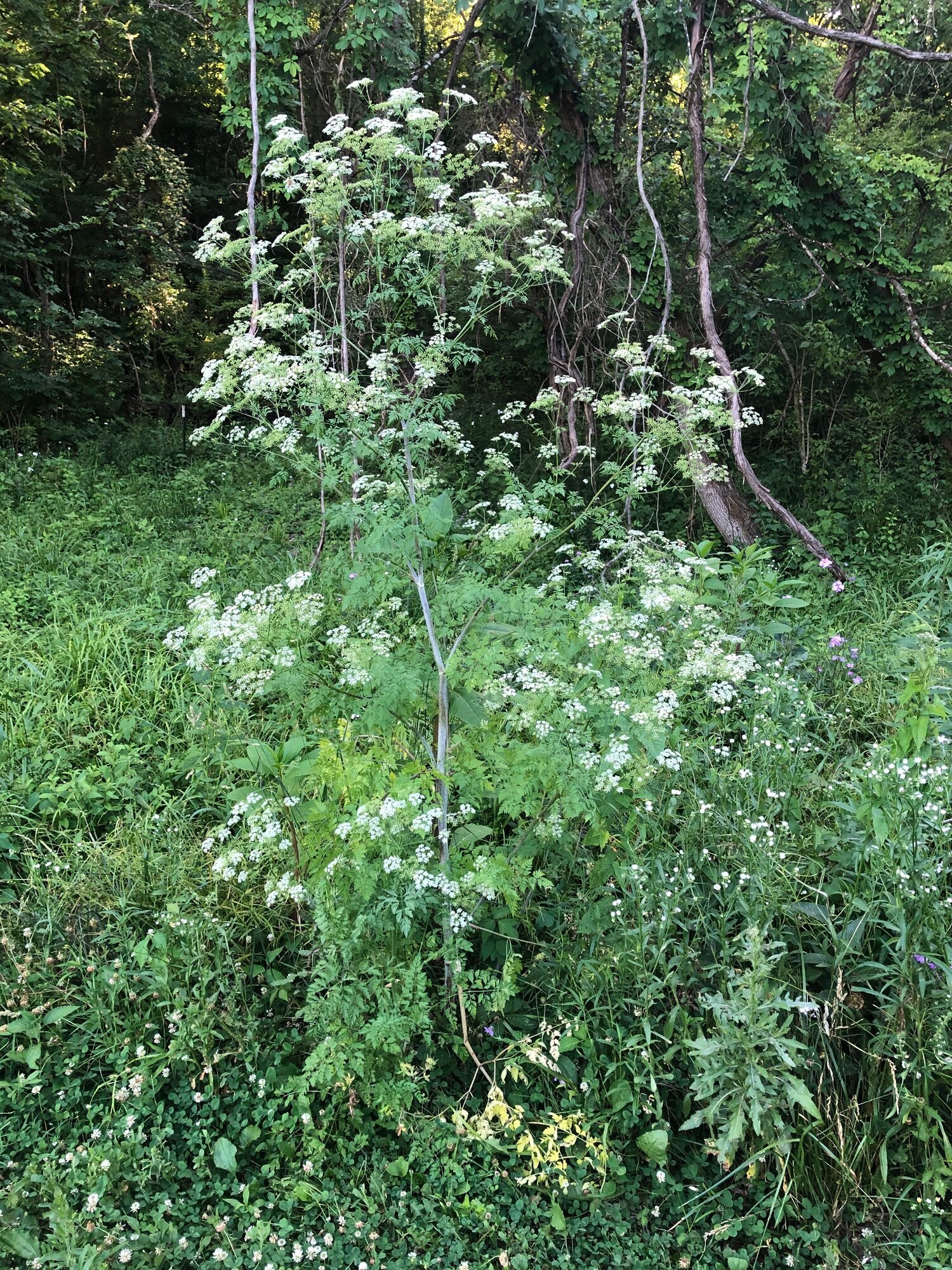 EMA Warns of Poisonous Hemlock Plant Growing in Pickaway County ...