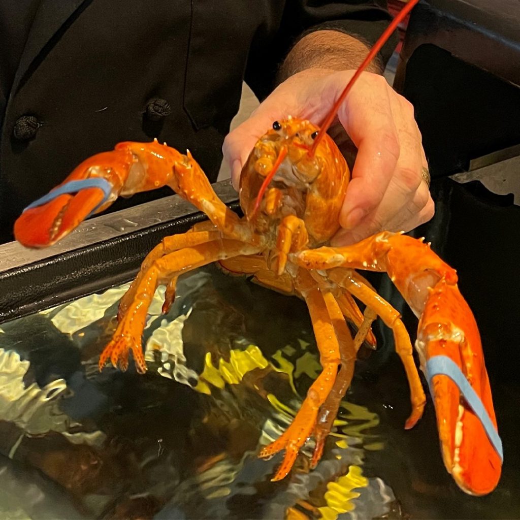 Red Lobster Employee Saves 1 in 30 Million Rare Lobster from Becoming ...