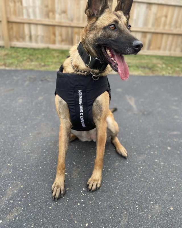 Hocking County - Sheriff's Office K9 Receives Body Armor - Scioto Post