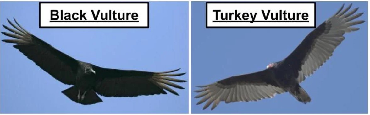 Look Up! Vultures Have Returned to Ohio - Scioto Post