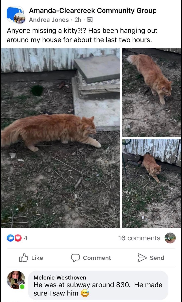 Amanda has a Town Cat Named Milo That May Have Reached Celebrity Status ...