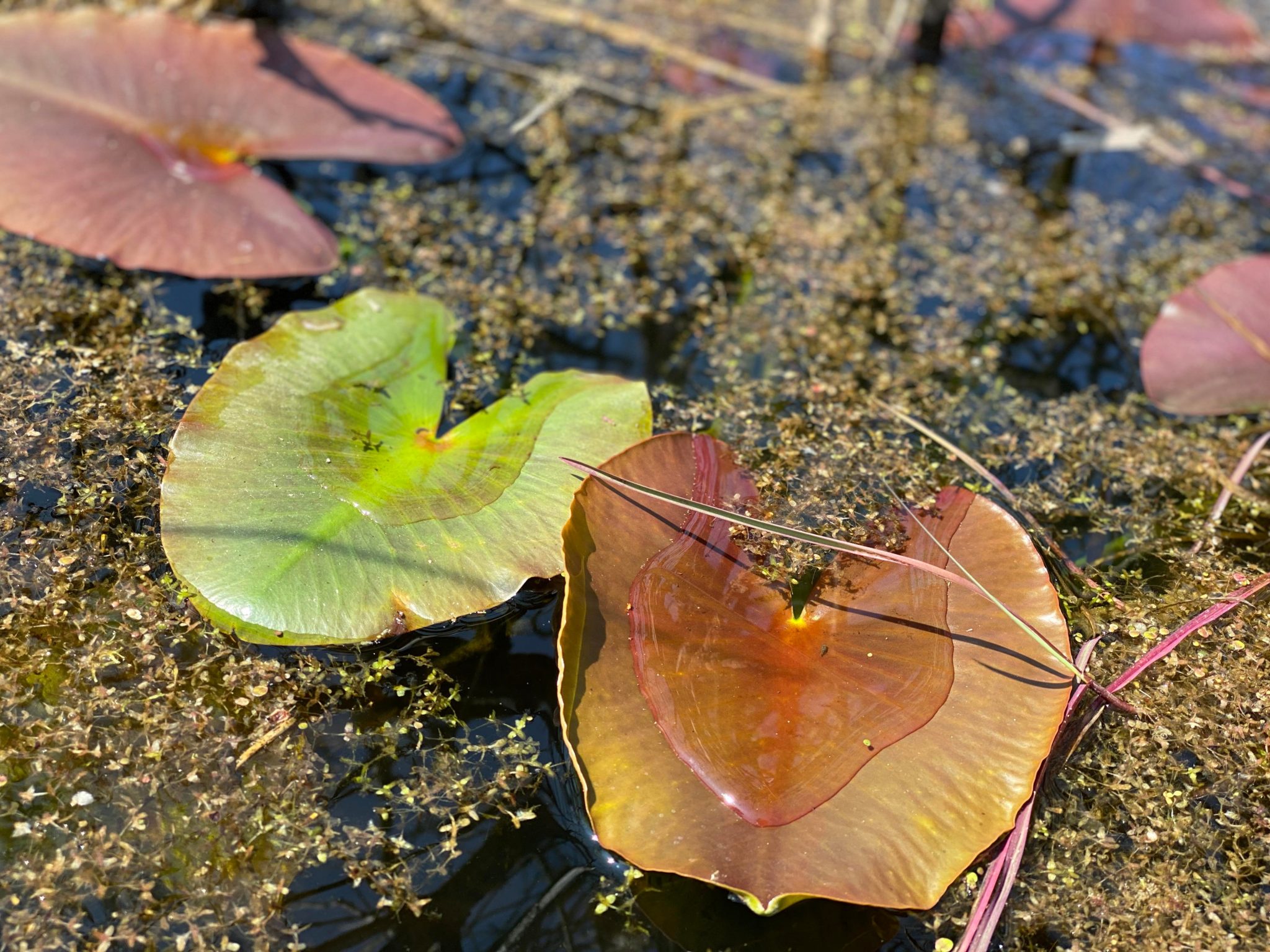Pickaway Nature Preserve Calamus Swamp Fun for All Ages - Scioto Post