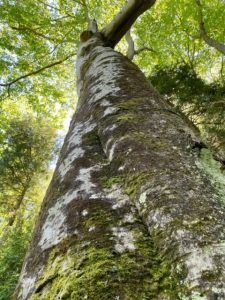 Richard (Rick) Lee Sims, 72, lifetime resident of Circleville, Ohio ...