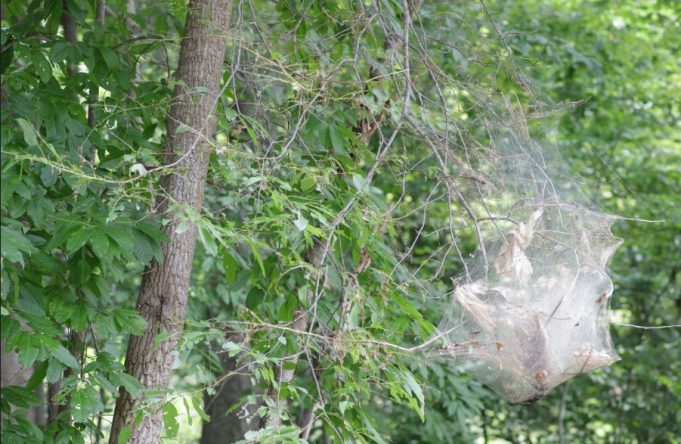 Fall Webworms Spinning (Mostly Harmless) Webs in Ohio’s Trees - Scioto Post