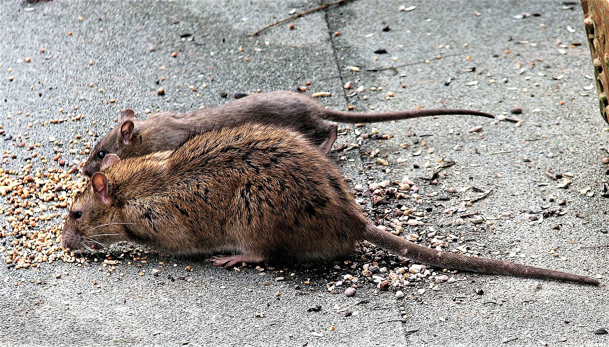 Oh Rats! Three Cities in Ohio on Top 50 Cities in County with Rats ...