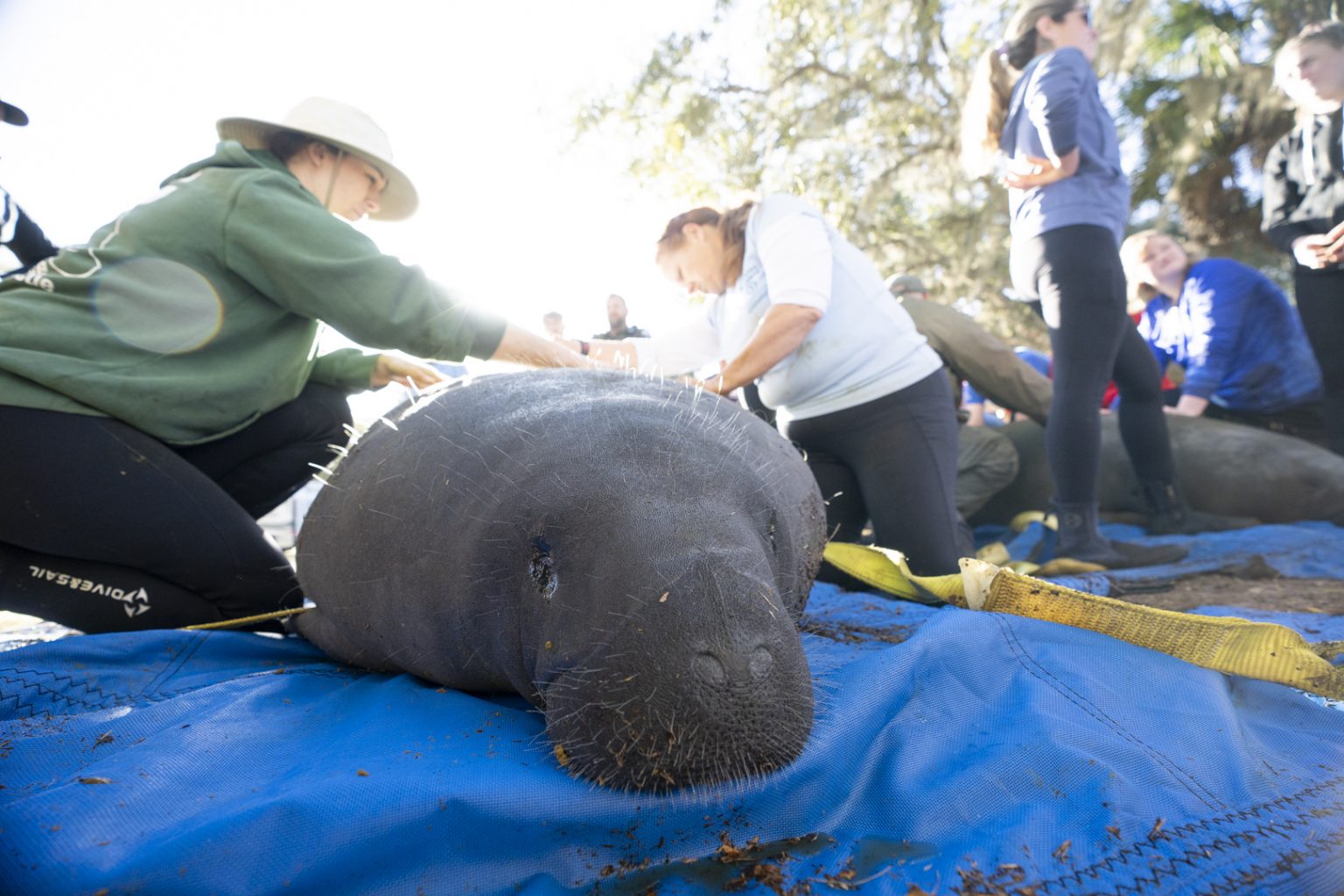 Five Orphaned Manatees Released Back to Florida Waters After Years of ...