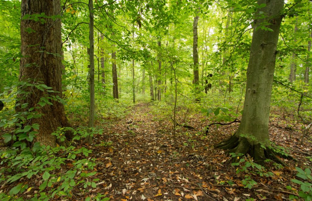 Ancient Giants: Ohio Protects Its Precious Old-Growth Forests - Scioto Post
