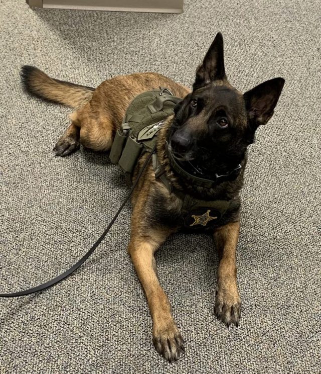 Fairfield County Sheriff's Office Welcomes K9 Rafa to SWAT Team ...