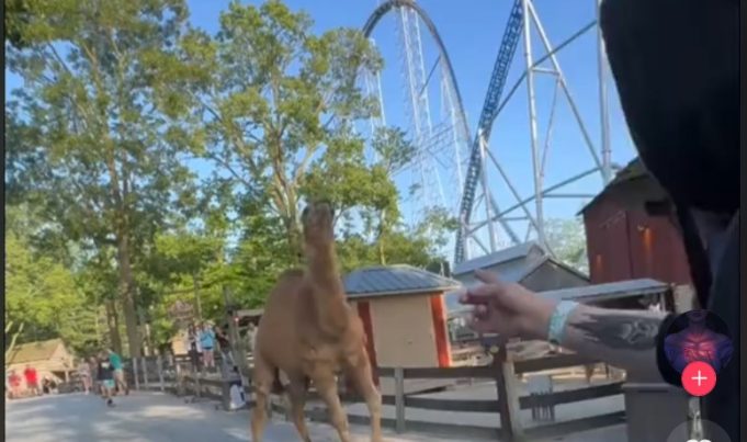Wild Surprise at Cedar Point as Camels Roam Free after Escape - Scioto Post