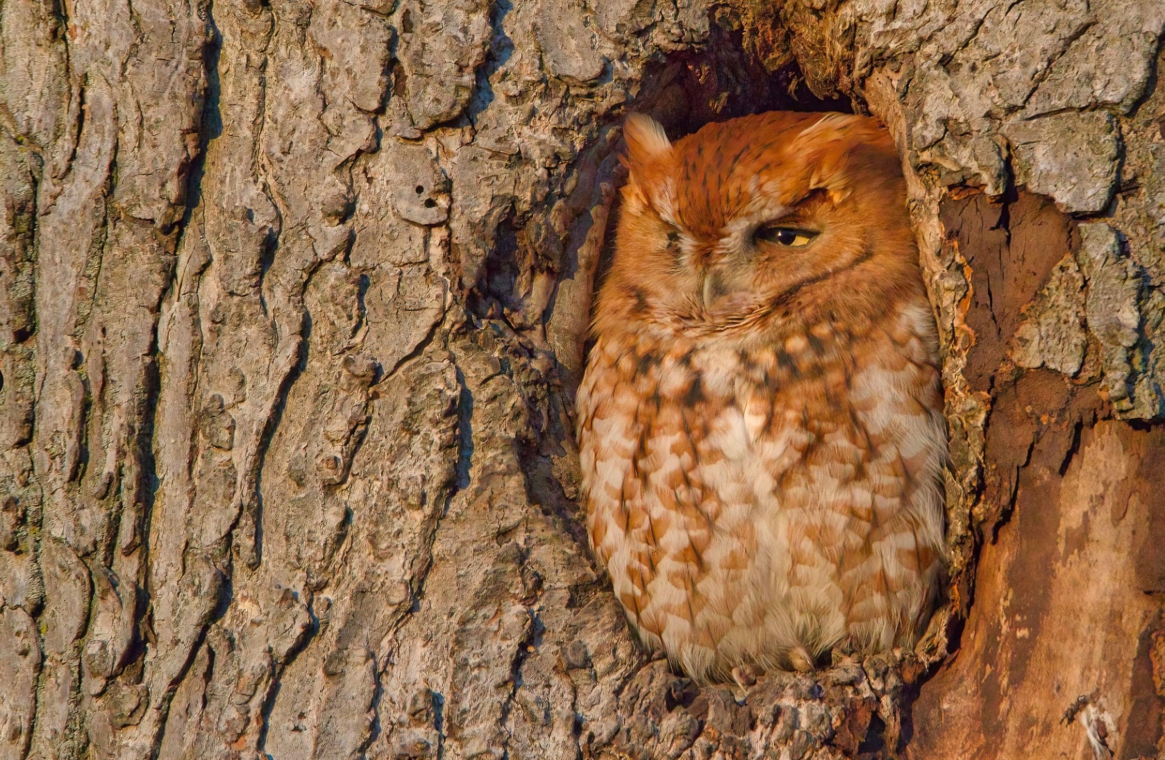 Winter Bird Watching in Ohio: Unique Species to Spot This Season ...