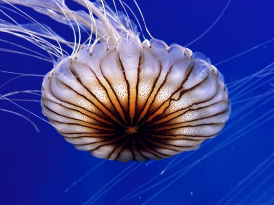 Newport Aquarium’s ‘Jellies: Go with the Flow’ Exhibit to Open March 21 ...