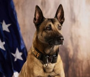 Community to Bid Farewell to Beloved K9 Officer Michael Blue "Mike ...