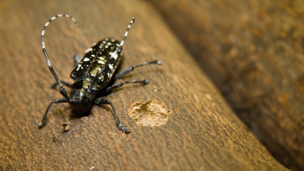 Progress in Fight Against Invasive Beetle as Quarantine Area Shrinks in ...