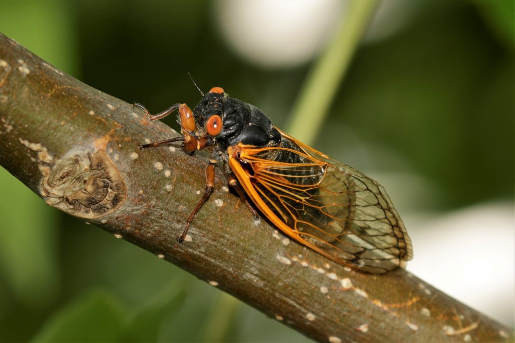 Ross County Prepares for Rare Cicada Emergence as Brood XIV Arrives ...