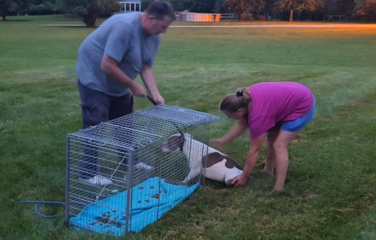 Missing Pit Bull “Casper” Captured After Over a Week on the Run ...