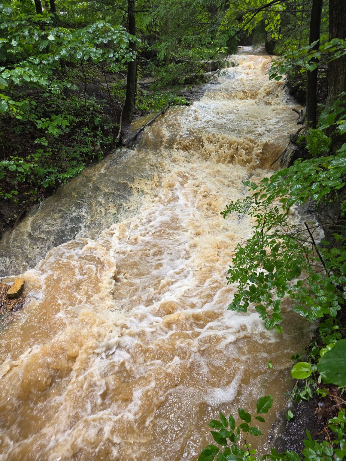 UPDATE - Michigan Woman Killed by Falling Tree at Conkles Hollow ...