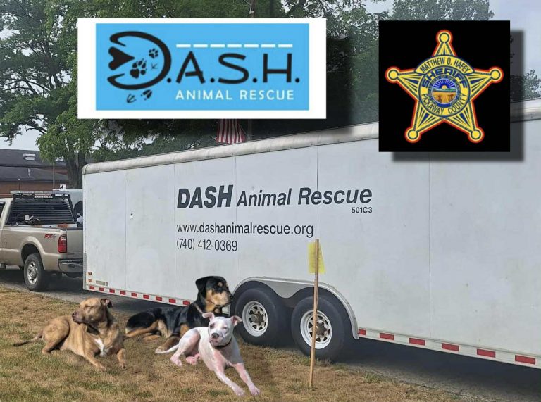 On International Dog Day, DASH and Sheriff’s Office Announce First-of ...